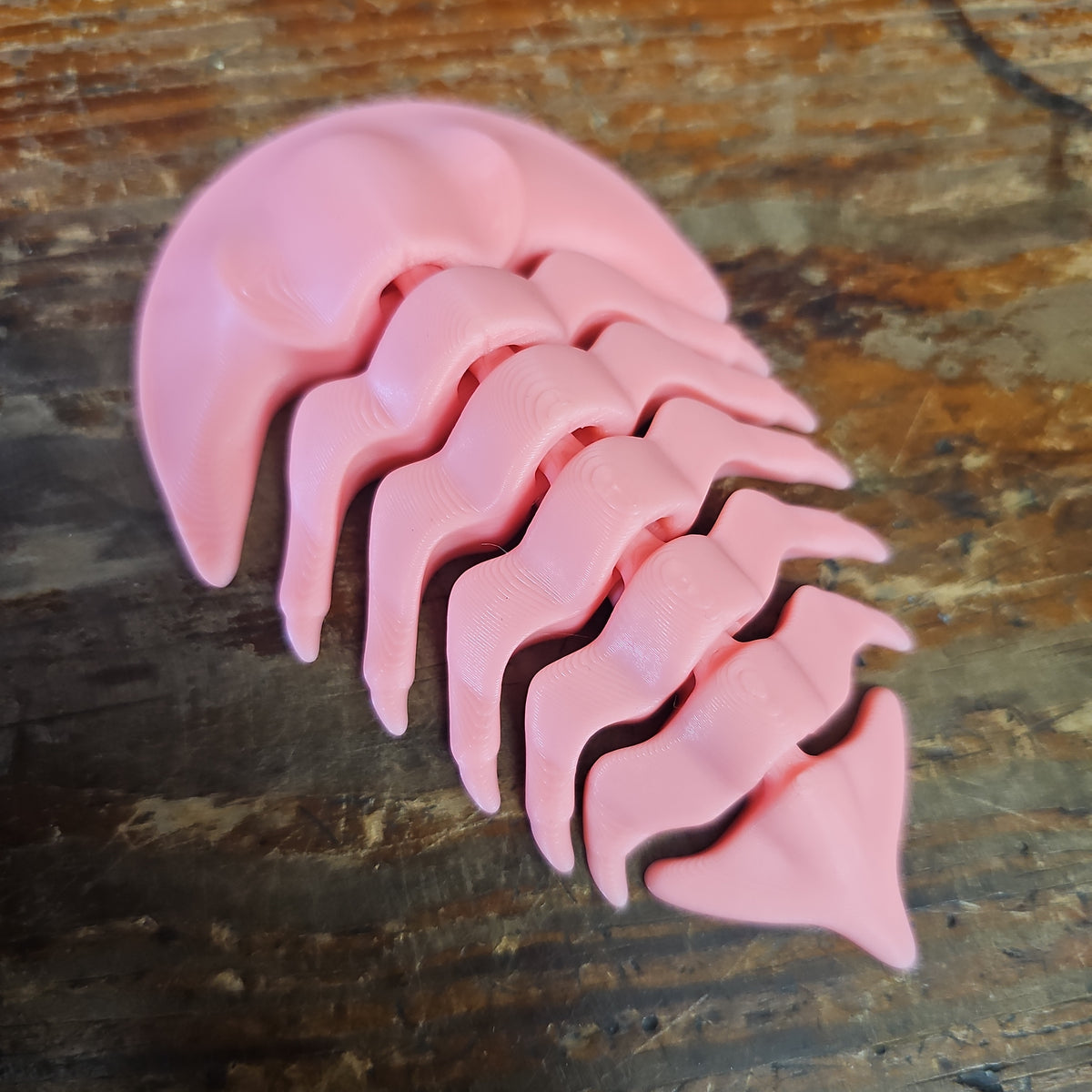 3D Printed Trilobite – Gemini's Eclectic Emporium