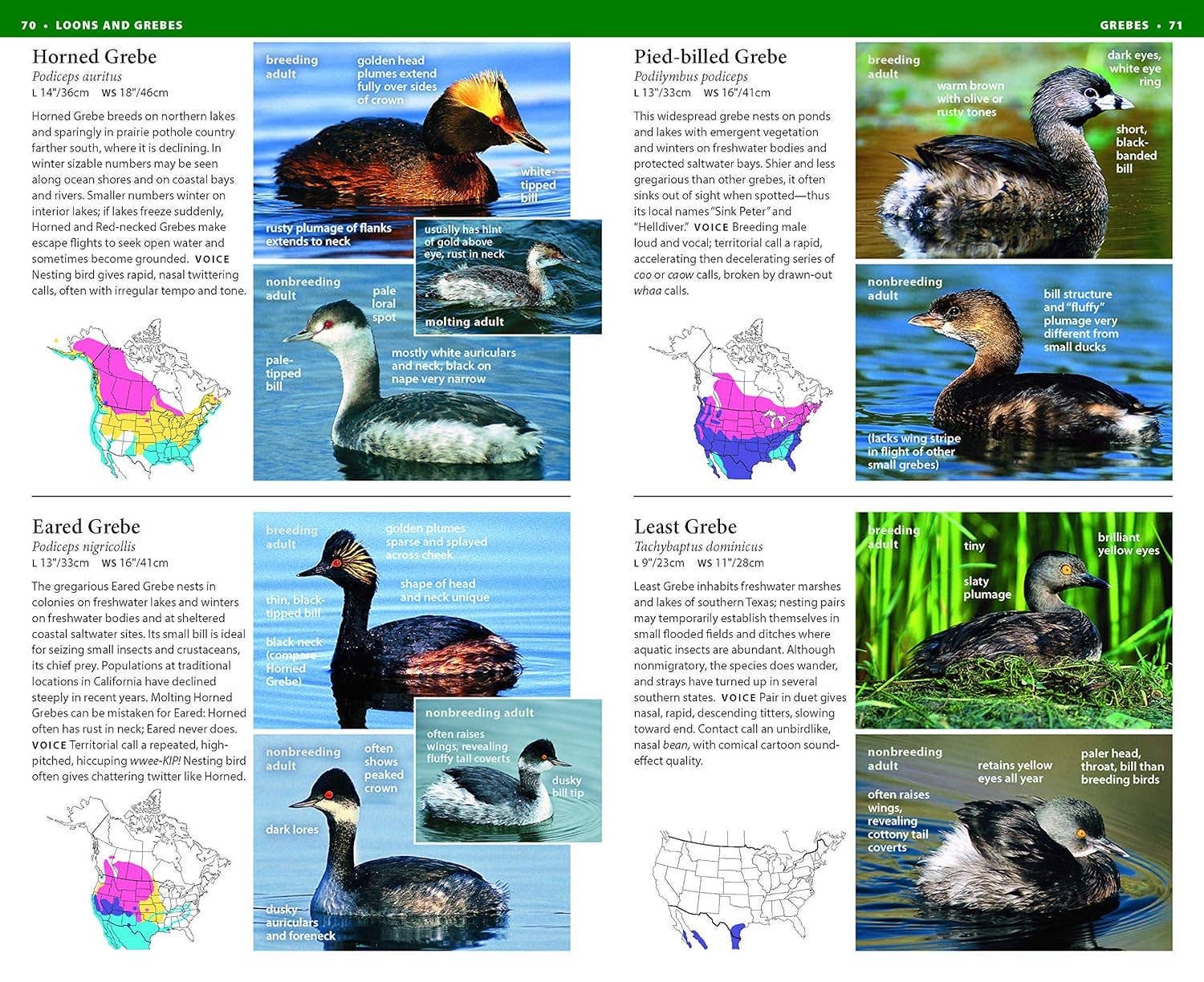 NWF Field Guide to Birds of North America – Gemini's Eclectic Emporium